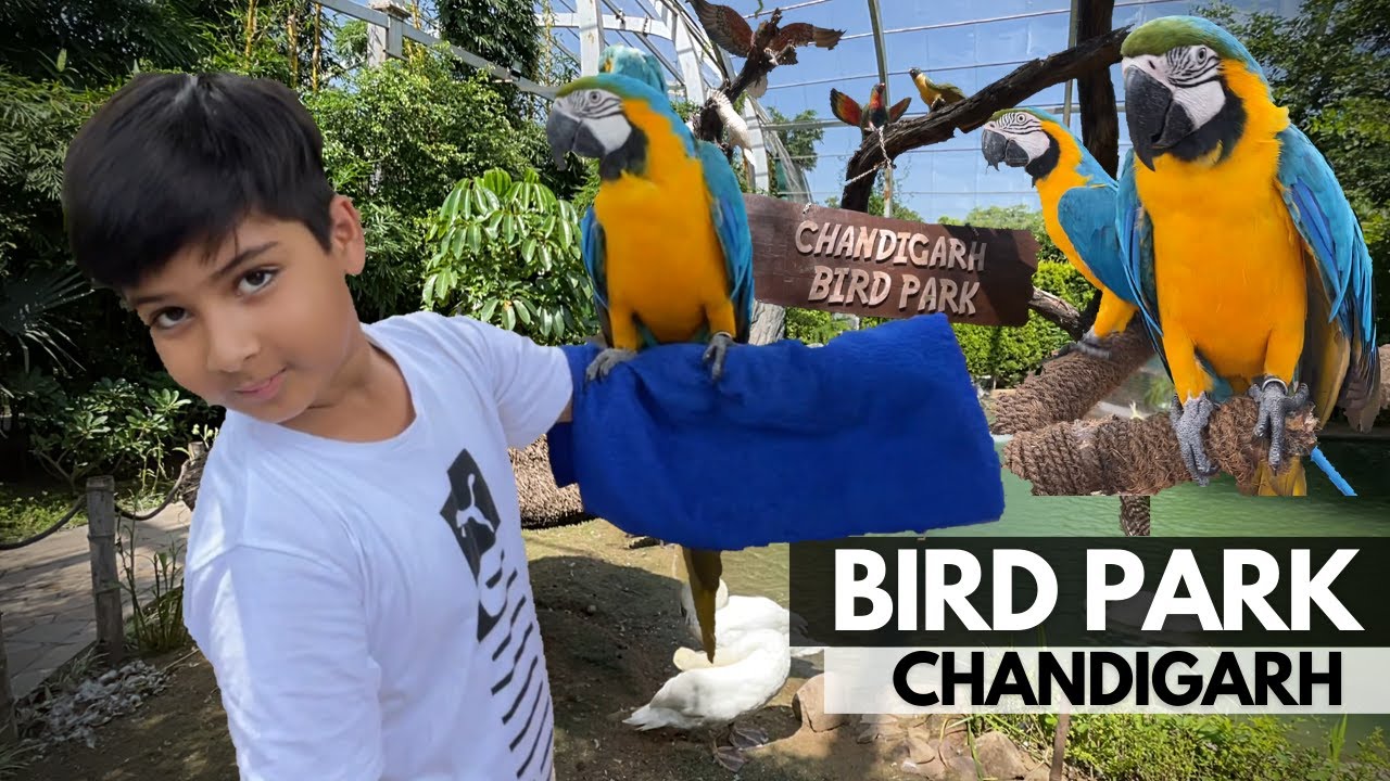 Bird Park Chandigarh| Best Place in Chandigarh - YouTube