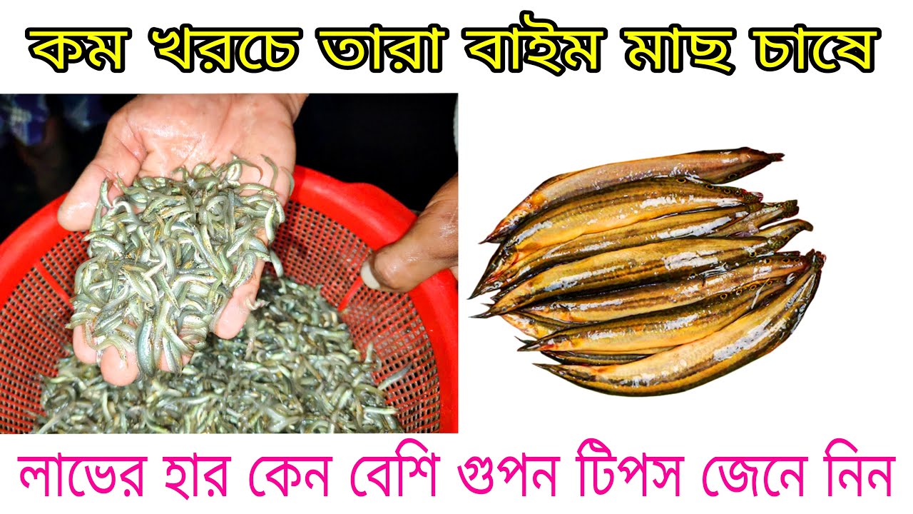 Tara Baim Fish Farming। বিনা খরচে তাঁরা বাইম মাছ চাষে লাভের হার কেনো ...