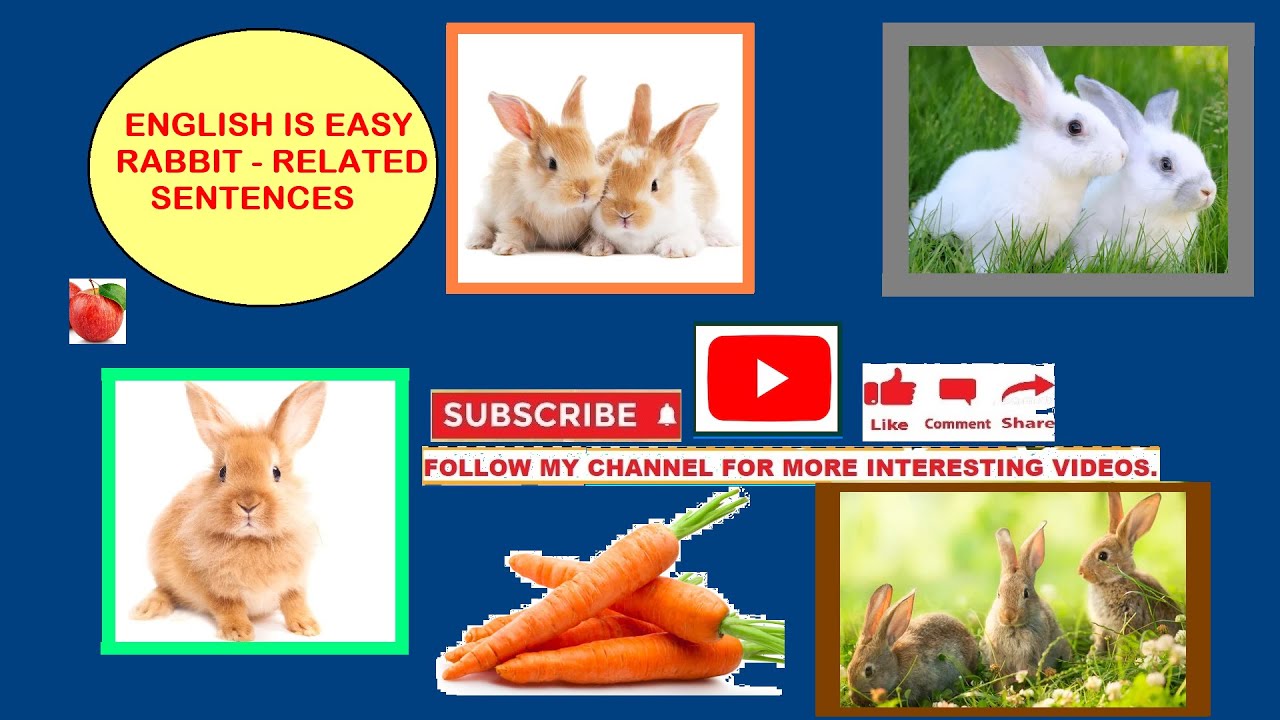 ESSAY ON RABBIT 36 LINES OF RABBIT ENGLISH EASY RABBIT - RELATED ...