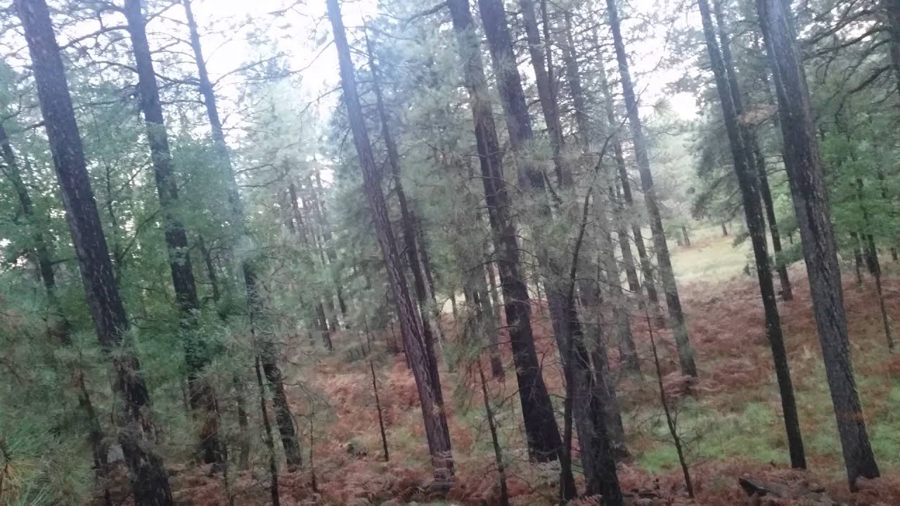 Arizona unit 4a elk rut. Bugles and cow calling. - YouTube