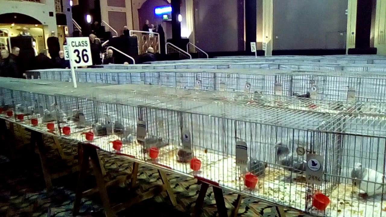 Blackpool pigeon show of the year 2018 show birds - YouTube