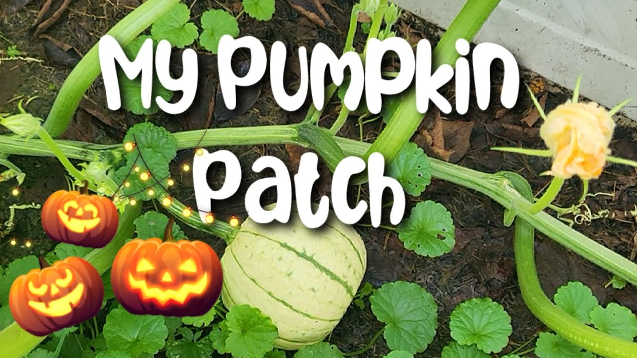 🎃 My first pumpkin patch 🎃 #pumpkinpatch - YouTube