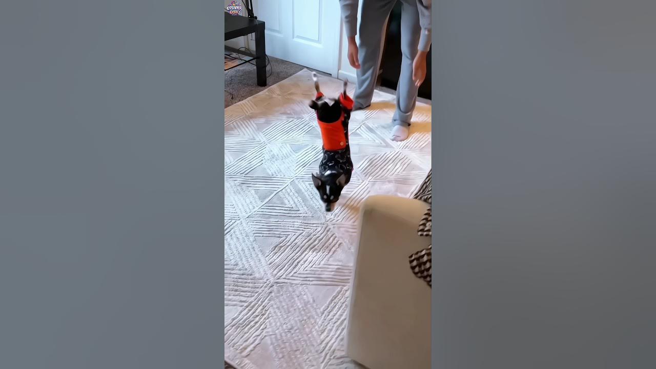 Man Teaches Dog to Do a Handstand in VIRAL Video! #viral - YouTube