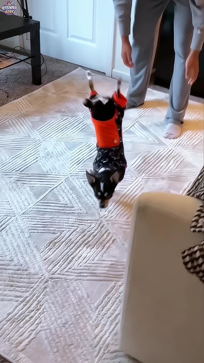 Man Teaches Dog to Do a Handstand in VIRAL Video! #viral - YouTube