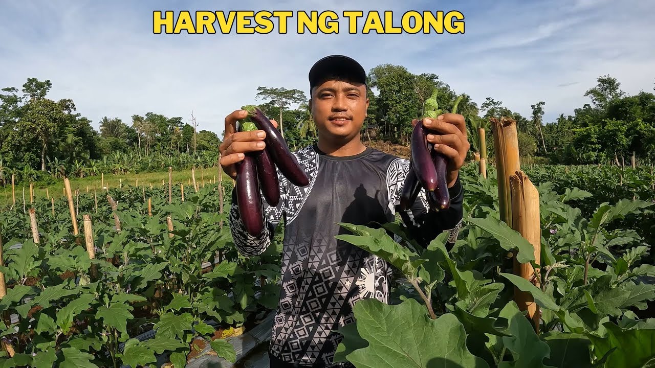 NAKAKAPUTI NA TAYO NG TALONG 38 DAYS PALANG BINIGYAN NA TAYO NG TALONG ...