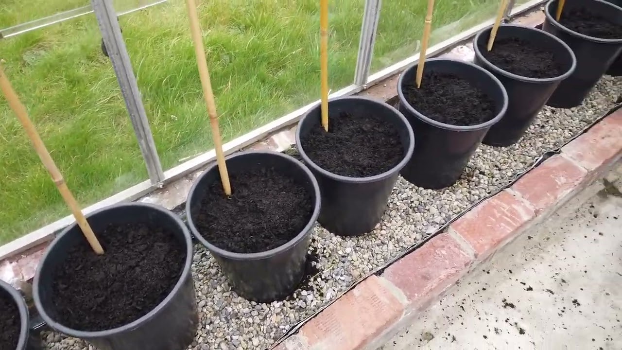 growing tomato's using the ring culture method - YouTube