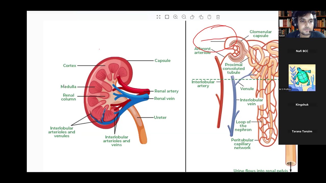 SSC Biology - Chapter 8 -Lecture 01 Excretory System - Kidney - English ...