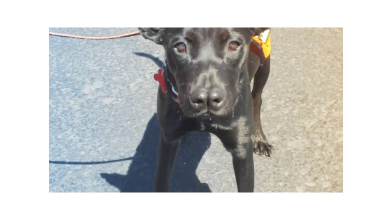 Animal Rescue Recon - YouTube