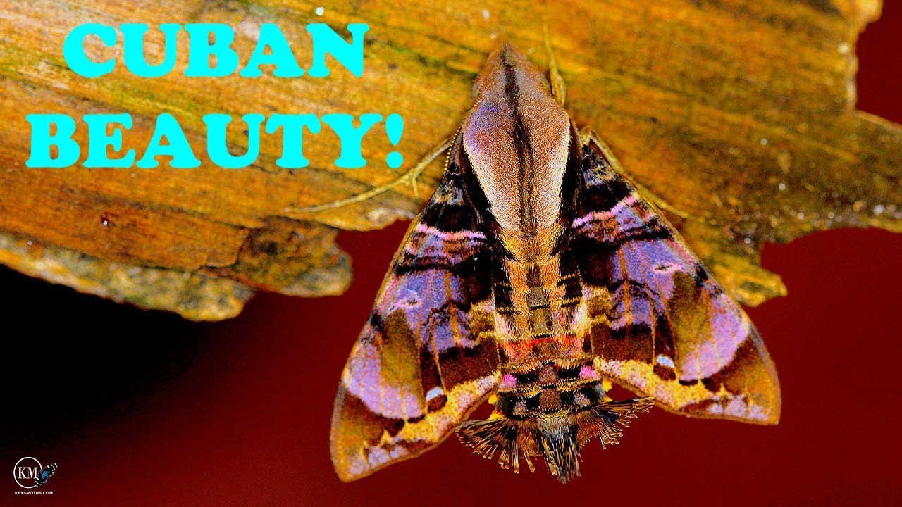 BEAUTIFUL CUBAN SPHINX MOTH ESTABLISHES IN FLORIDA KEYS - YouTube