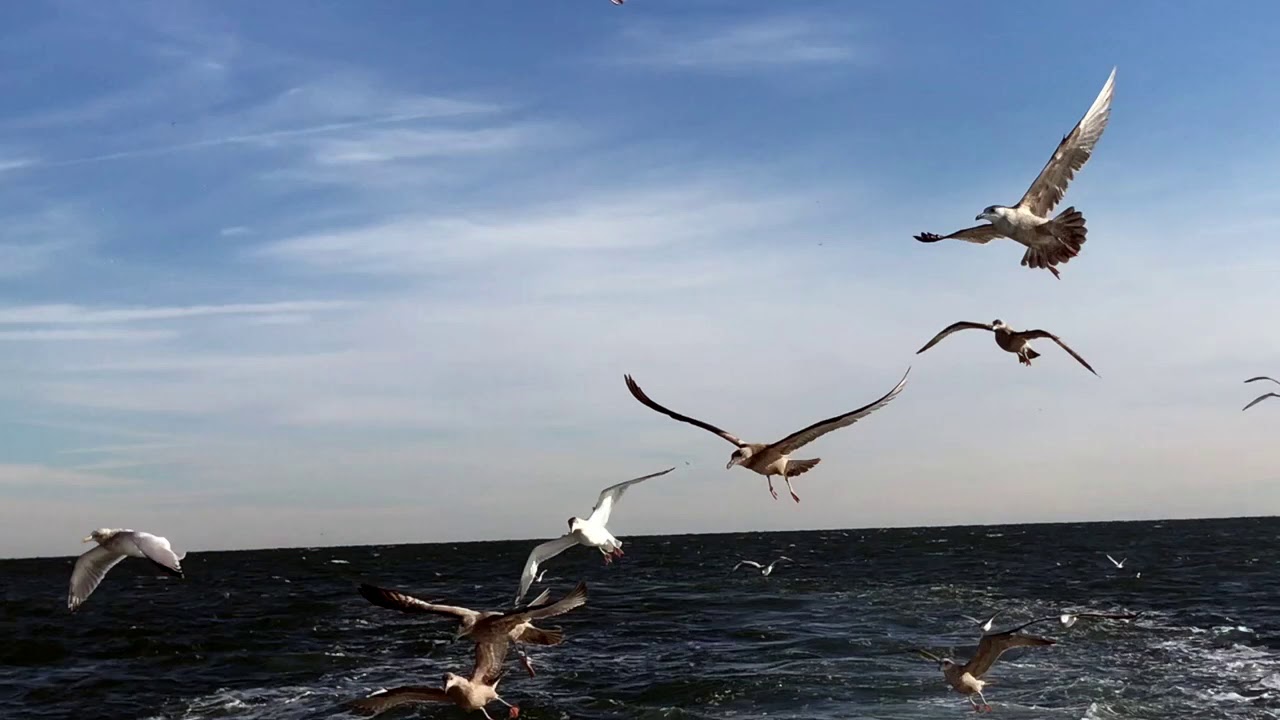 Boat/Fishing Trip in Atlantic Ocean - New York City/Coney Island - YouTube
