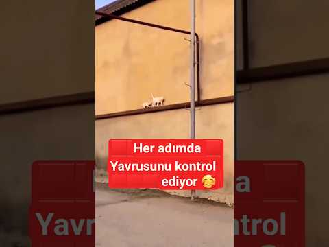 Sen nasıl güzel bir annesin😻🥰#sokakhayvanları#sokakkedileri