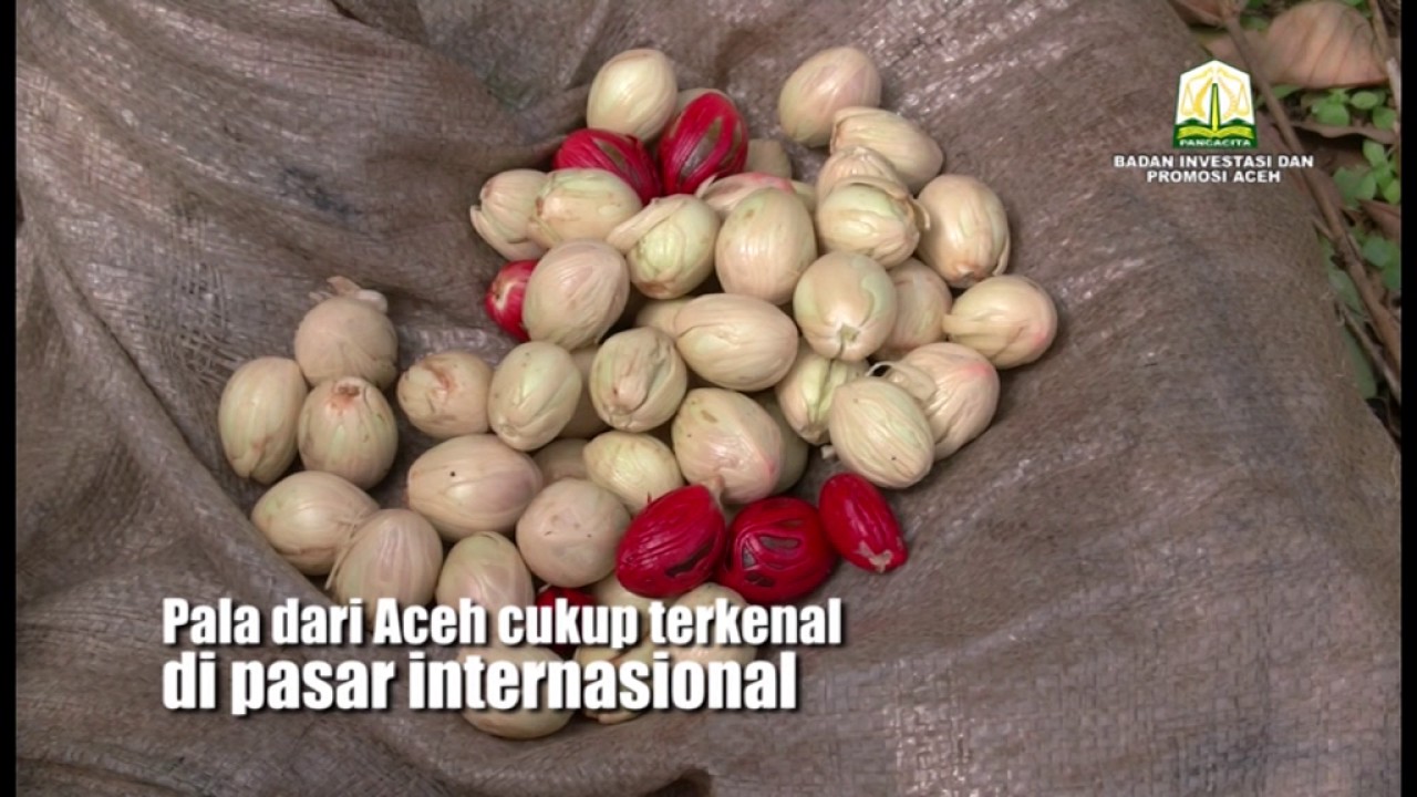 Potensi Pala (Nutmeg) Aceh - YouTube