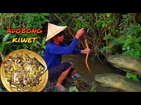Catch and cook asian swamp eel |adobong kiwet|kasili|palos|igat|life in ...