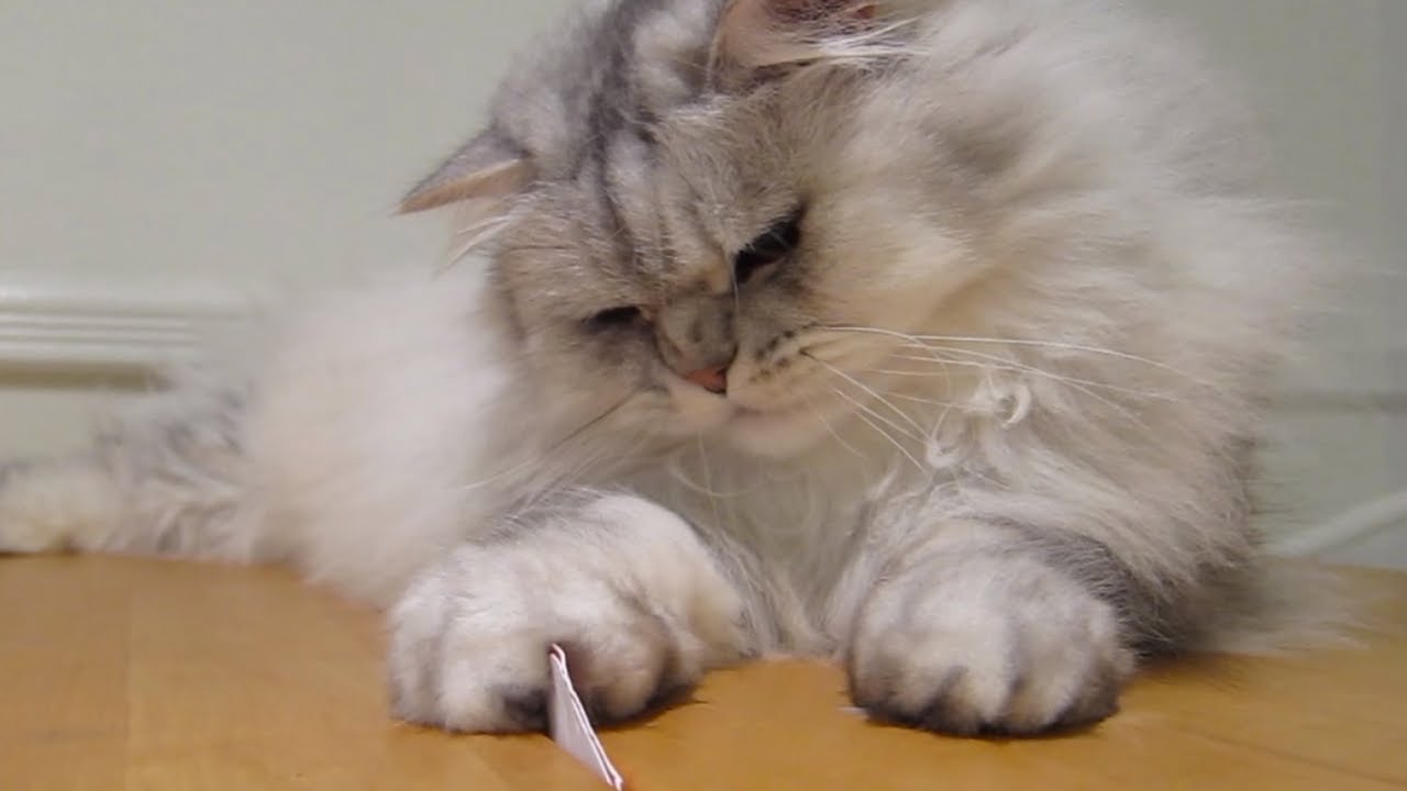 Puff Paws - Boozle The Cat - YouTube