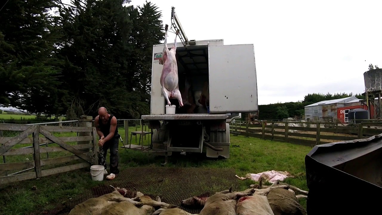 NEW ZEALAND SHEEP HOMEKILL - YouTube