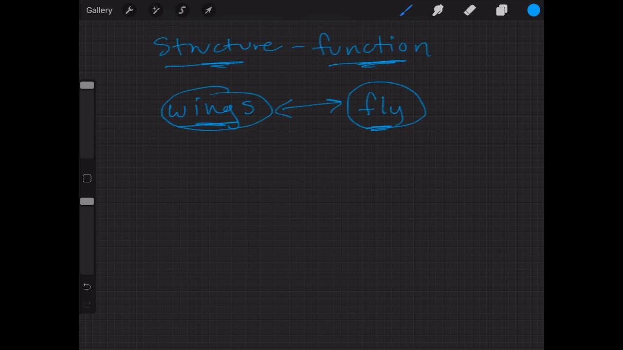 The Structure-Function Relationship - YouTube