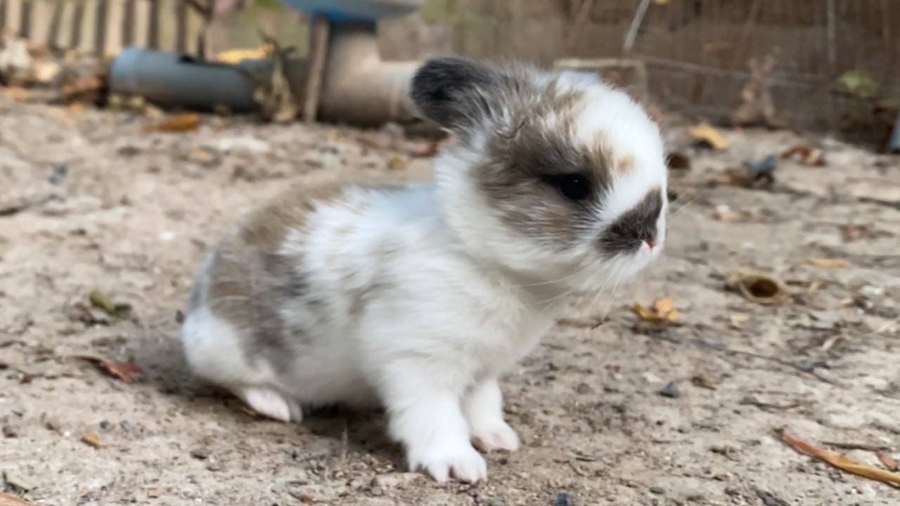 So cute rabbit holland lop 15 day old and hypnotized rabbit - YouTube