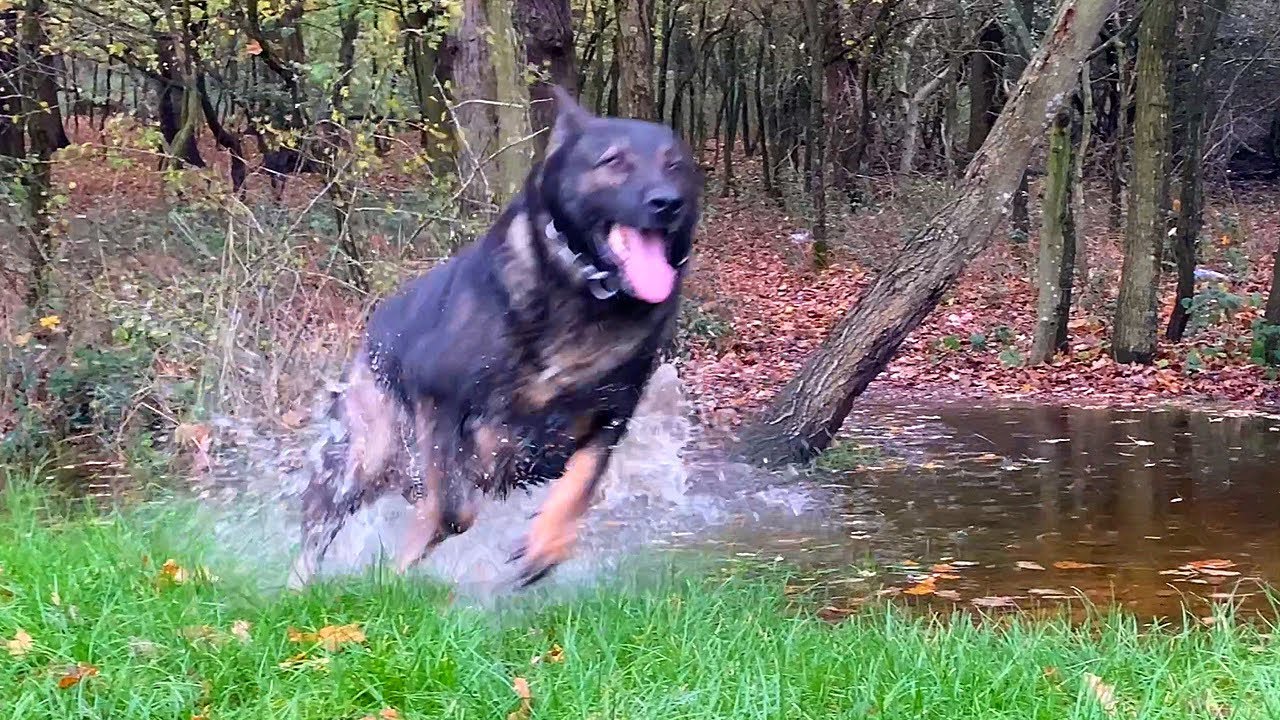 Dark sable DDR german shepherd working line stud male, Capo Vonaction ...