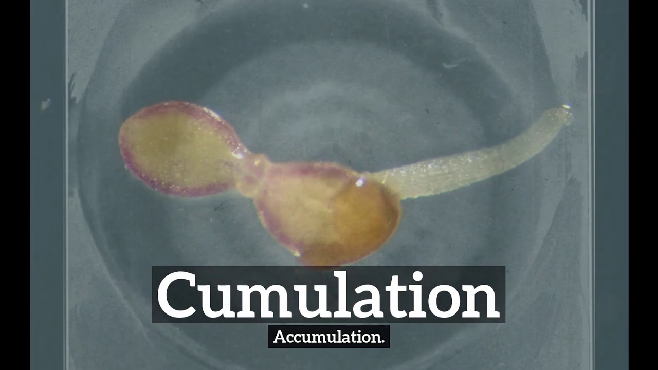 How Does Cumulation Look? | How to Say Cumulation in English? | What is ...