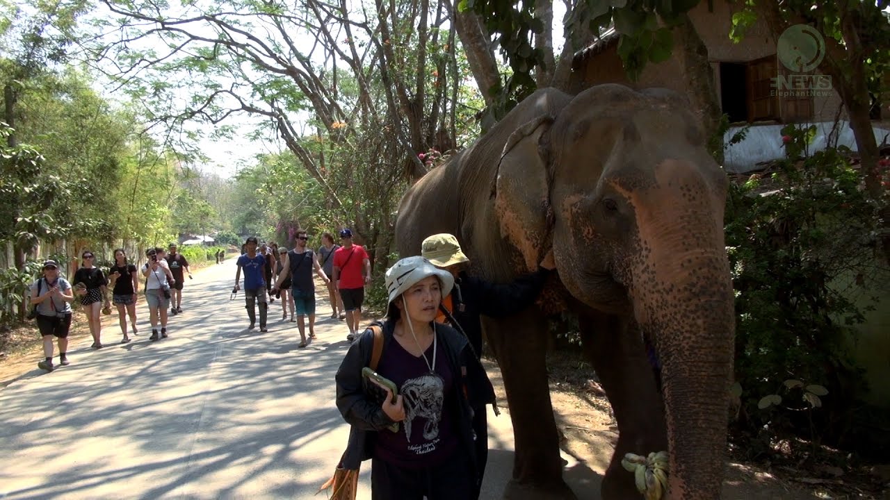 The rescue of elephant Pi-kun - YouTube