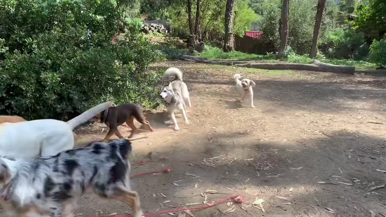 Grant Noble and The Noble Dogs Wednesday’s jogging - walk - YouTube