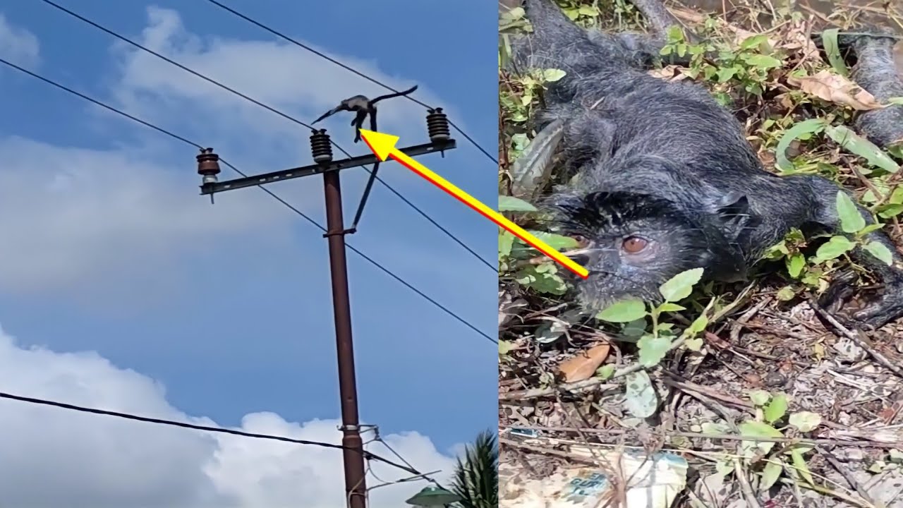 Tense moments this monkey is electrocuted | Detik detik Monyet ini ...