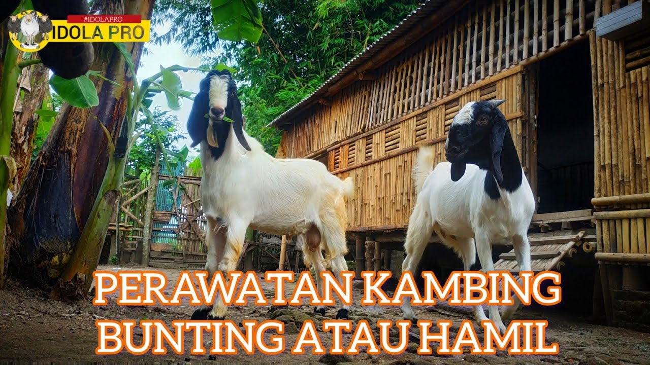PERAWATAN KAMBING BUNTING HAMIL #kambingbunting #kambingmelahirkan # ...