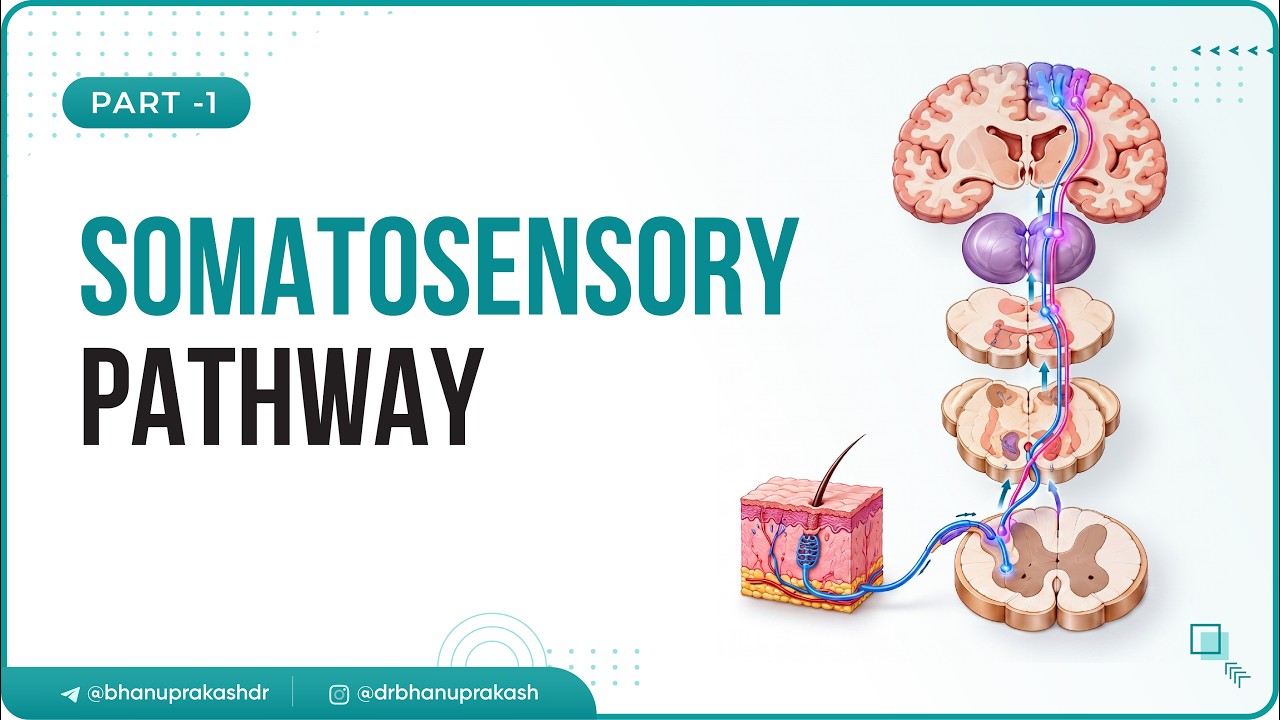 4. Somatosensory Pathway 🧠⚡ | Ascending Tracts Explained – Part 1 | CNS ...