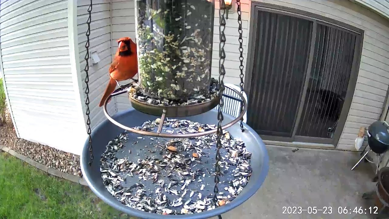 2023/05/23 - A Northern Cardinal flies in for a breakfast meal from the ...