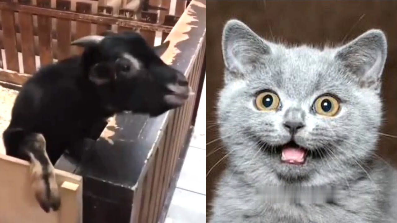 TALKING GOAT ?🤣😂 (WTF IS HE DOING) l Crazy Fun | Funny Videos 2020 ...
