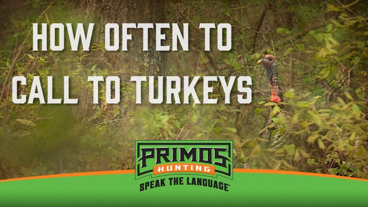 How Often To Call To Turkeys YouTube How Often To Call To Turkeys YouTube