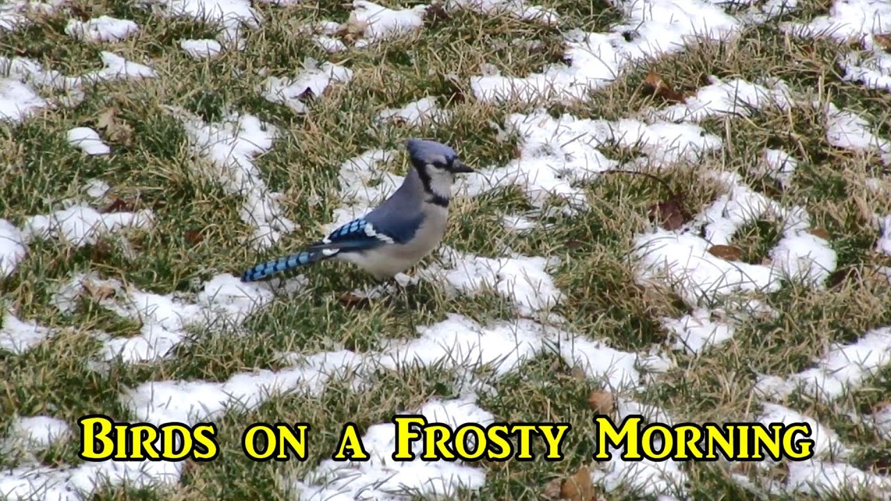 Birds on a Frosty Morning - YouTube