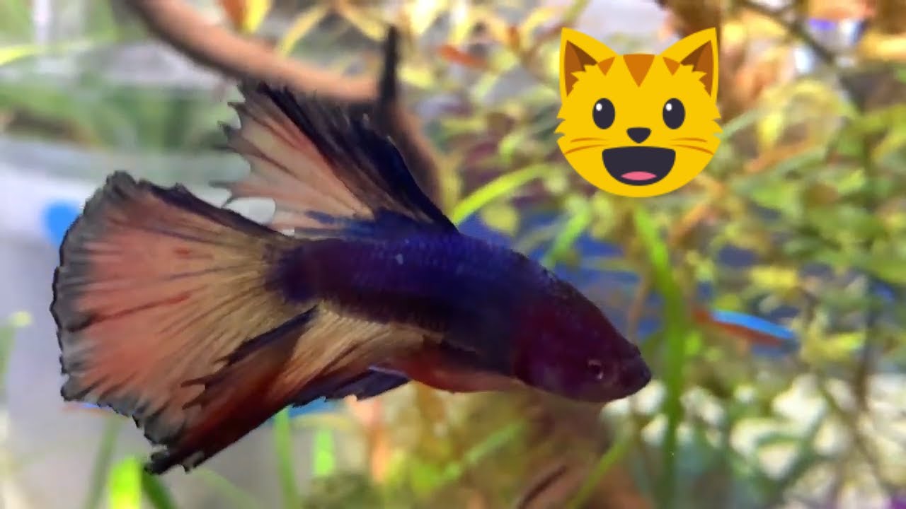 Delta tail male betta fish (Mustard Gas Betta) - YouTube