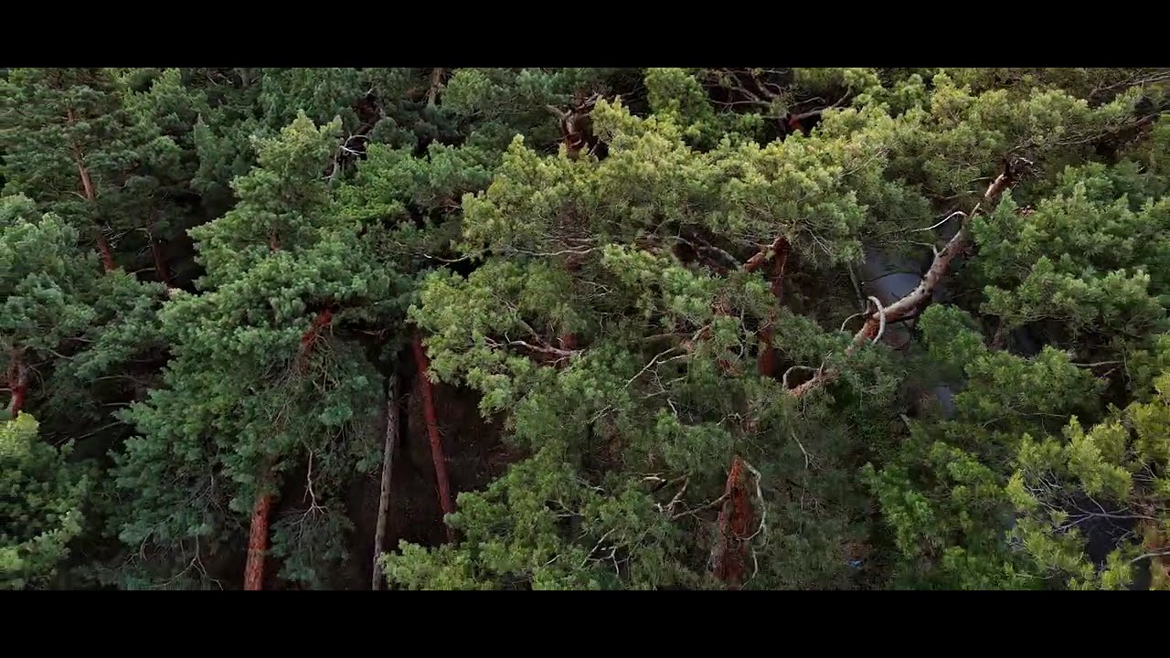 The Bizarre Forrest, Autel Nano Plus - YouTube