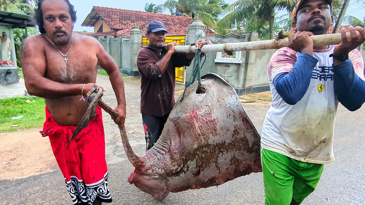 Traditional 100KG Ray Fish Cutting Techniques By Skilled Fishermen ...