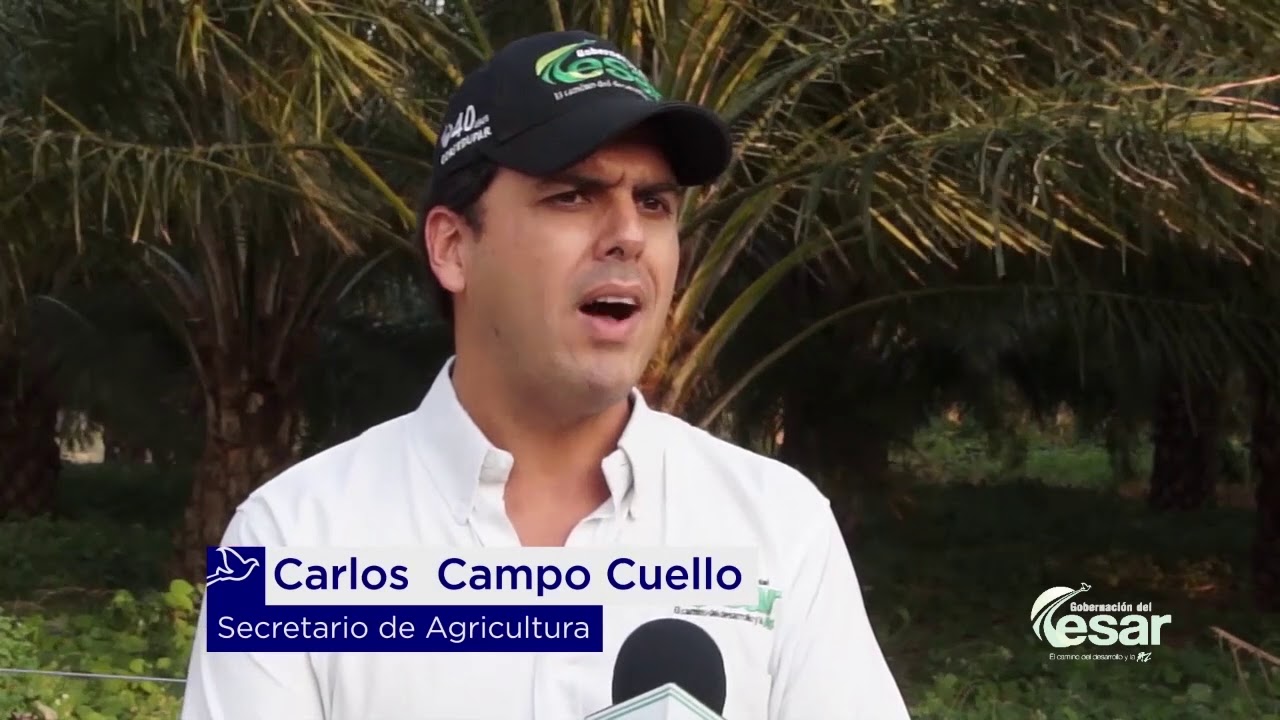 El Cesar, es vanguardista en investigación para la obtención de ...