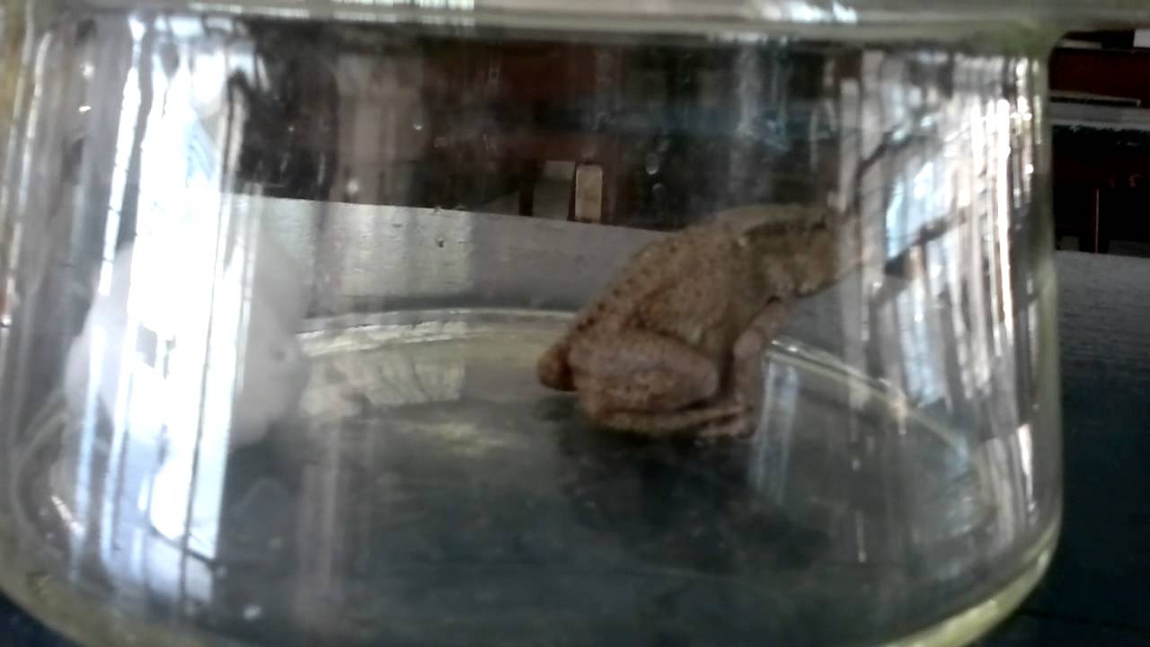 Kreatif's K'Jo Making the Frog to Faint - YouTube