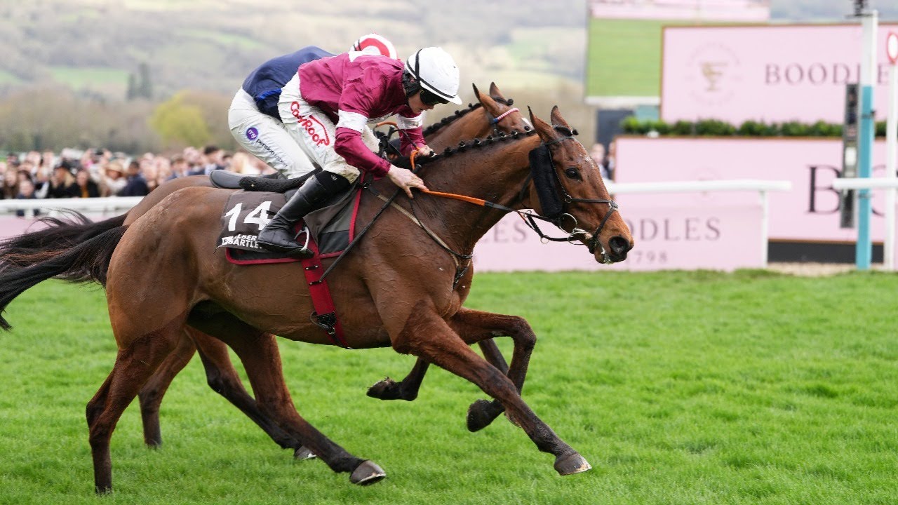 DRAMA at Cheltenham! STELLAR STORY chins THE JUKEBOX MAN in Albert ...