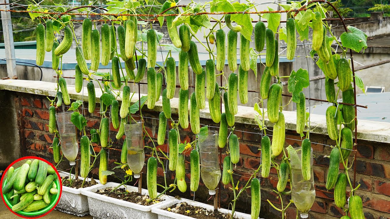 Growing Cucumbers In A Vertical Garden With A Lot Of Fruit - YouTube