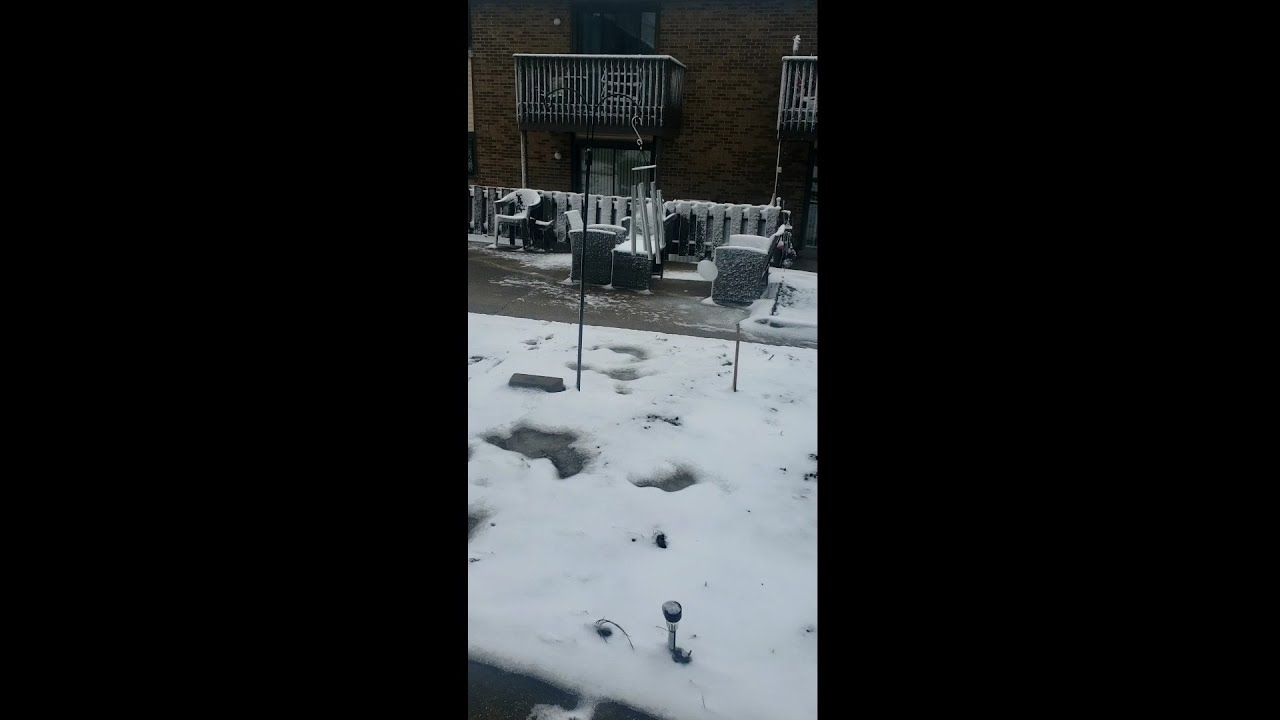 Very Windy Snowy Day 2-16-25 - YouTube
