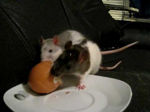 Ratten fressen Ei - YouTube