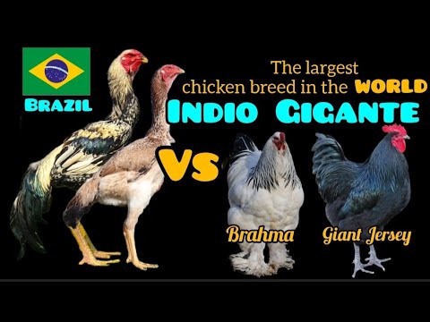 "Brazil's Índio Gigante Rooster: A Comparison with Brahma and Jersey ...