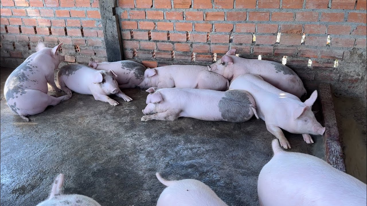 Local pigs - YouTube