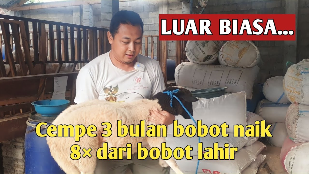 Bandingkan!!! bobot lahir dan pertambahan bobot tiap bulan. Cara ...