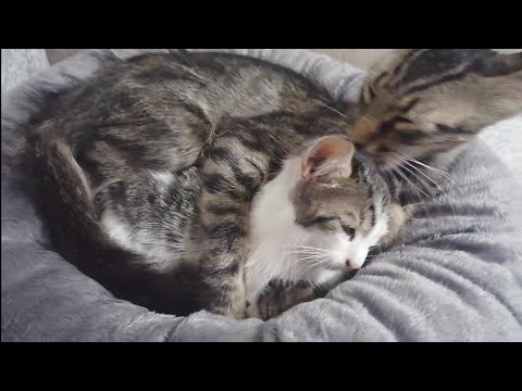 Yavrusunu çok seven kedi