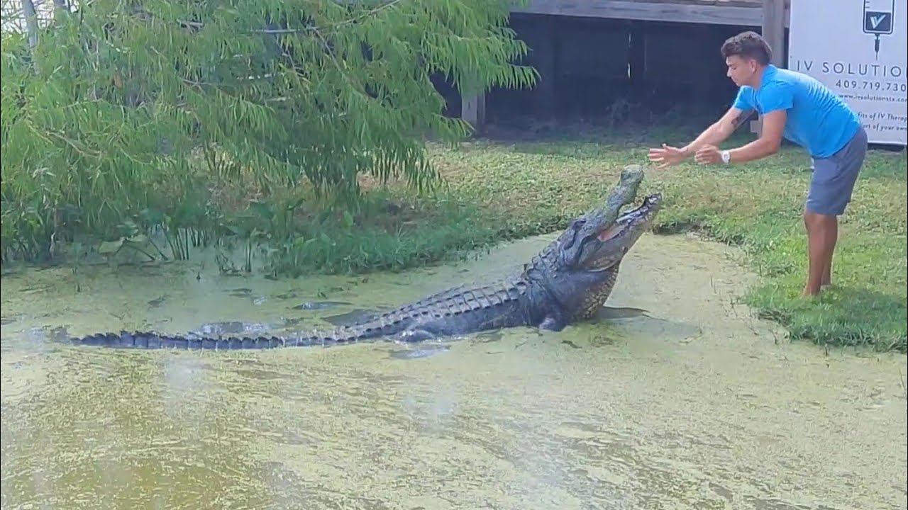 Meet Big Tex, the biggest alligator at Gator Country part 1 - YouTube