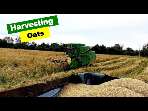 Harvesting Oats 2022 - YouTube