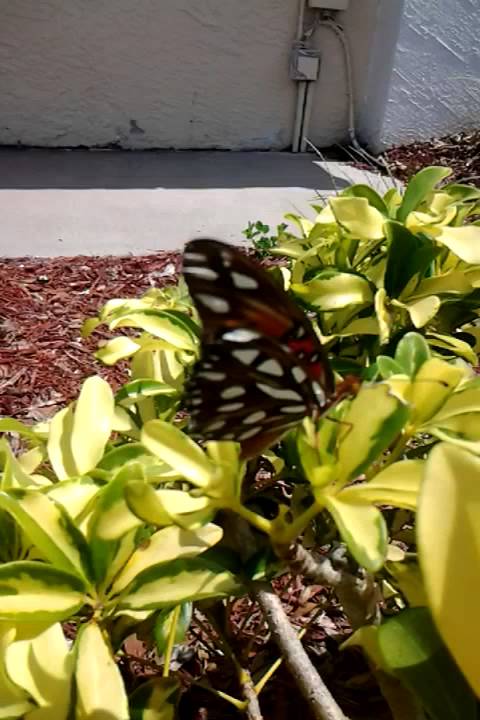 When butterflies attack! - YouTube