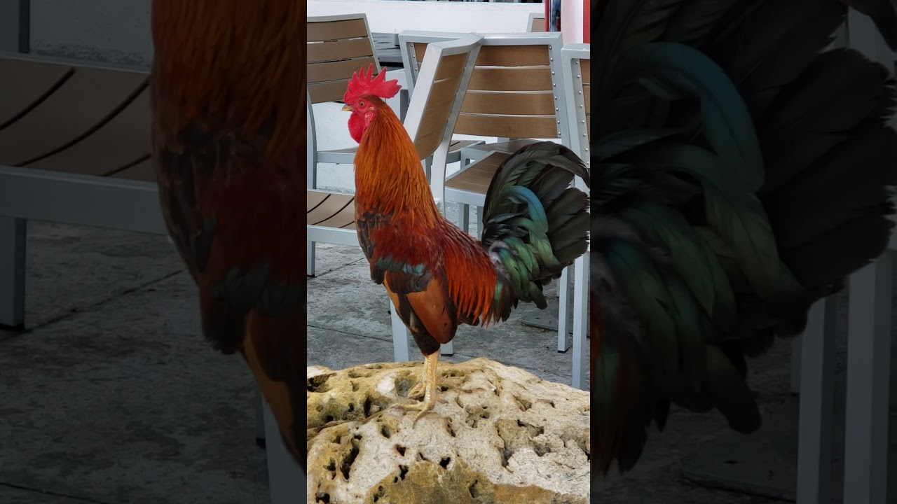 Gorgeous Key West Wild Rooster - YouTube