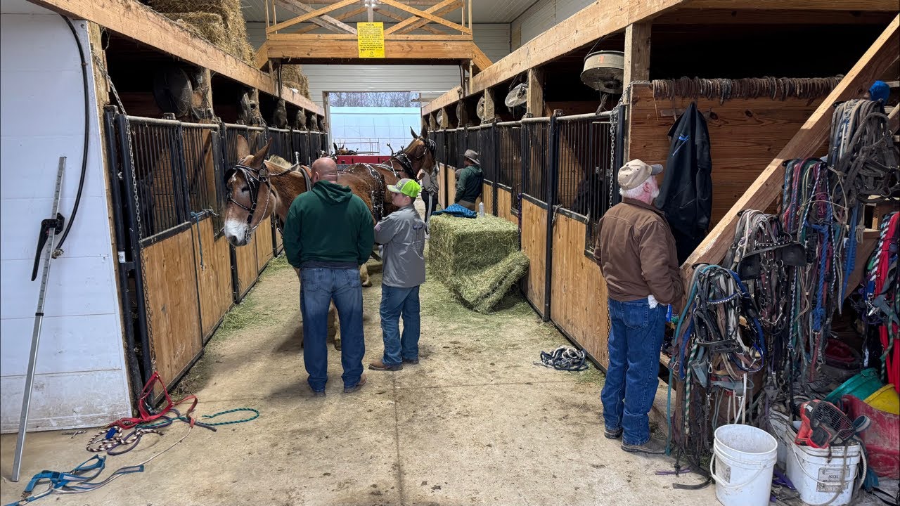 Haste Draft Horses & Mules is live! Customer day and 4 Up Draft Mules ...